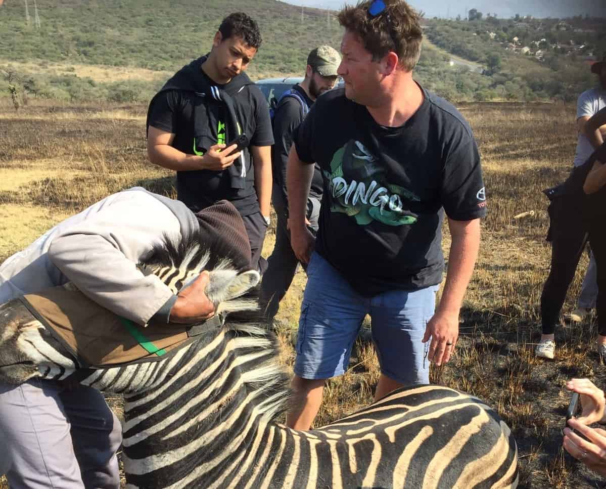 Snares removed from zebras at PMB's Bisley reserve | The Witness