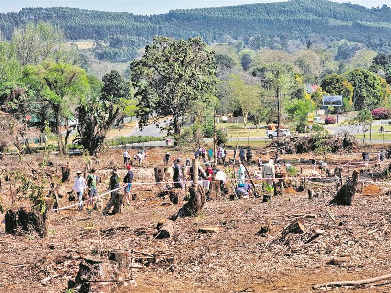 Lexden scouts plants trees for Arbour Day | The Witness