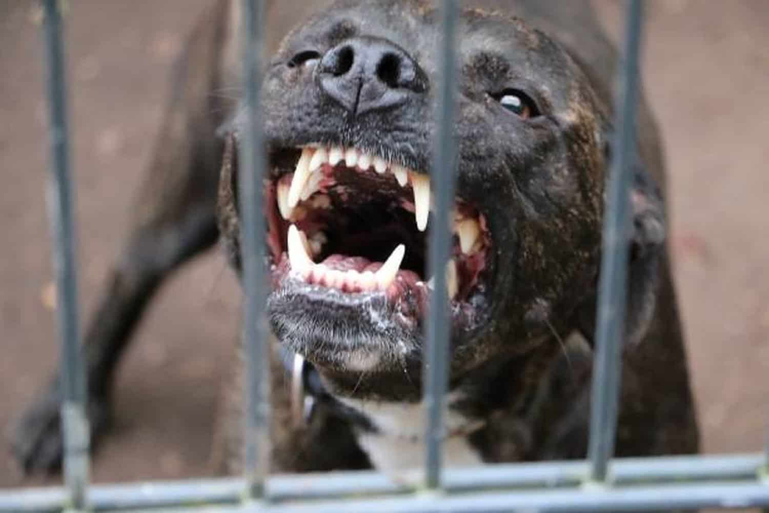 City to get new animal pound | The Witness
