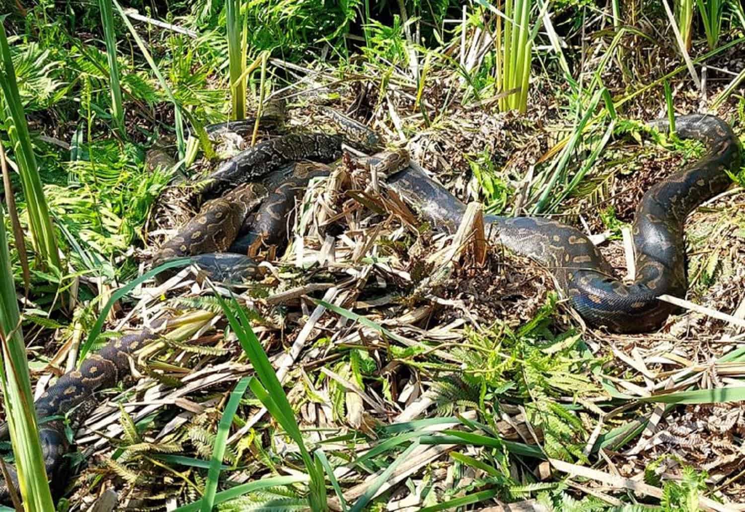 Pythons caught in mating mood | The Witness