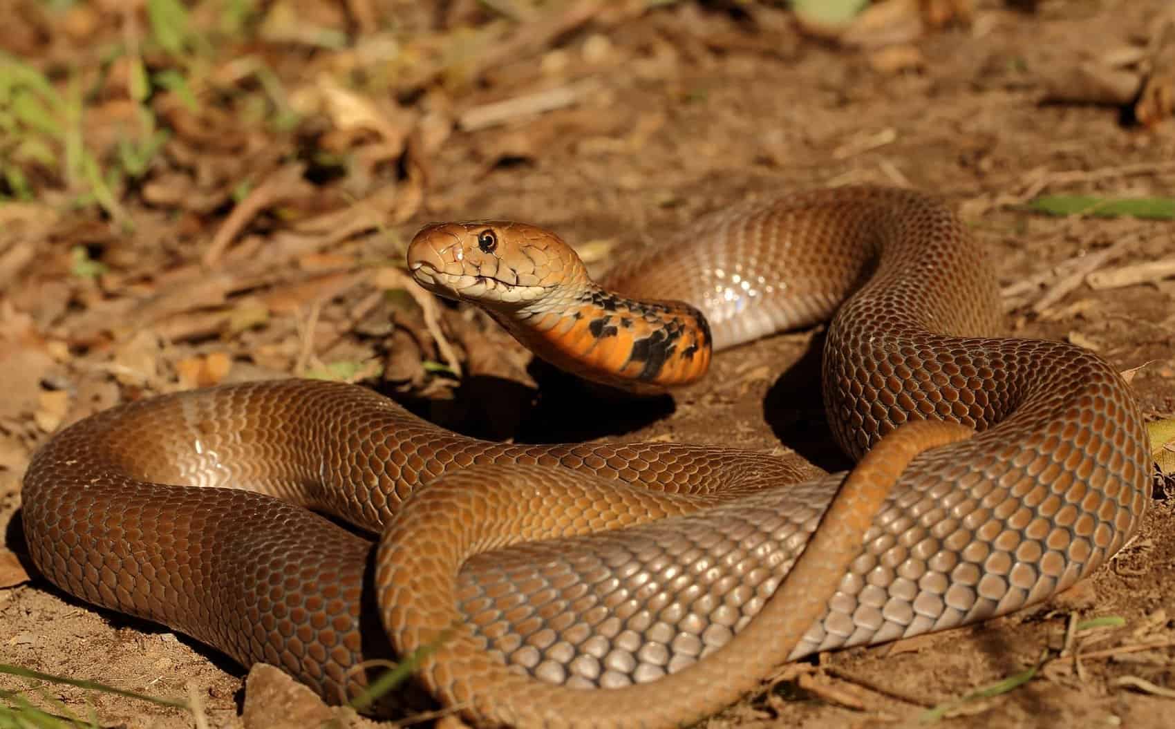 PICS | It's spitting season | The Witness