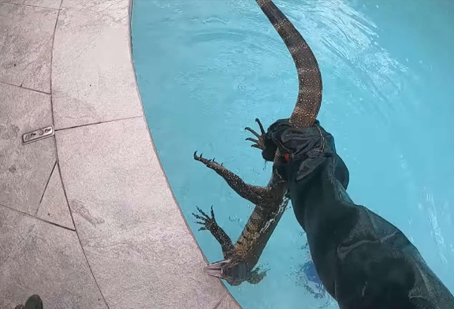 WATCH | Hectic rescue as monitor lizard makes a run for it | The Witness