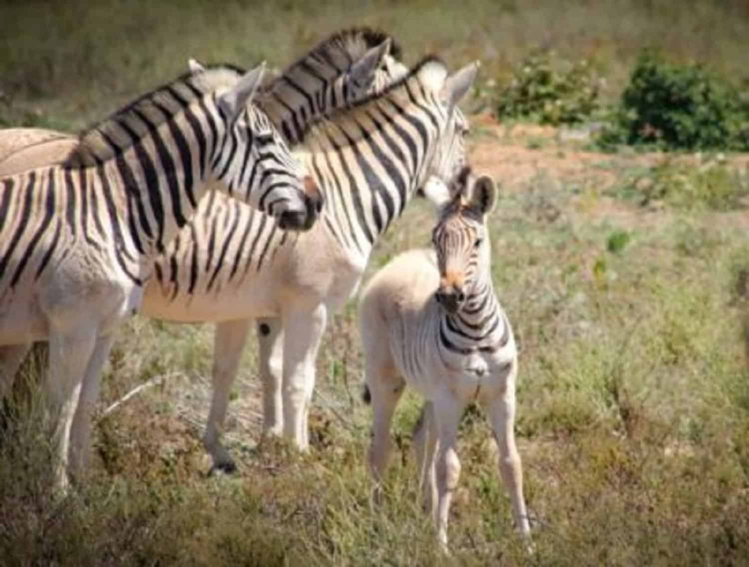 Breeding project celebrates birth of rare quagga foal | The Witness