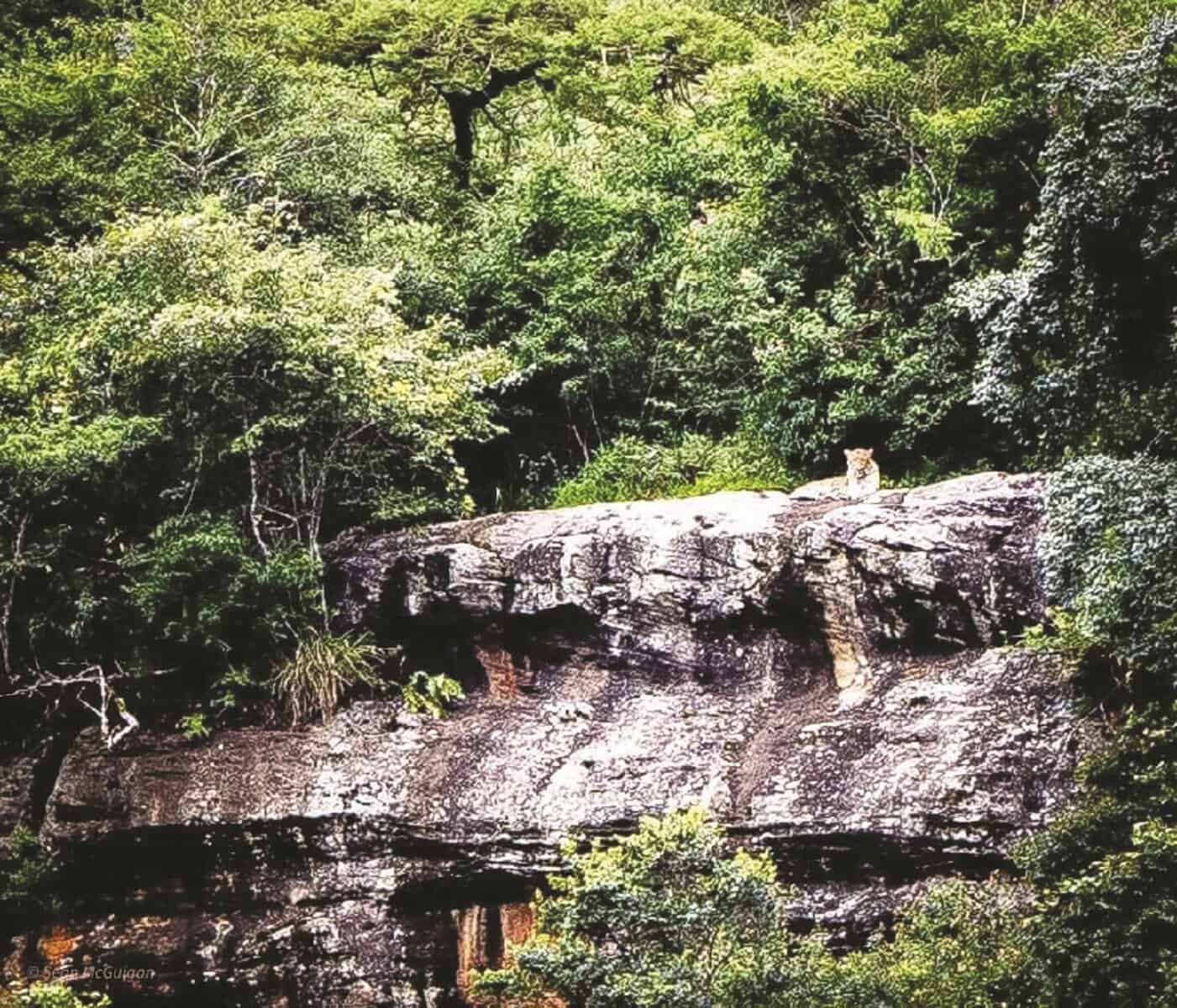 Leopard spotted in Hilton College’s nature reserve | The Witness