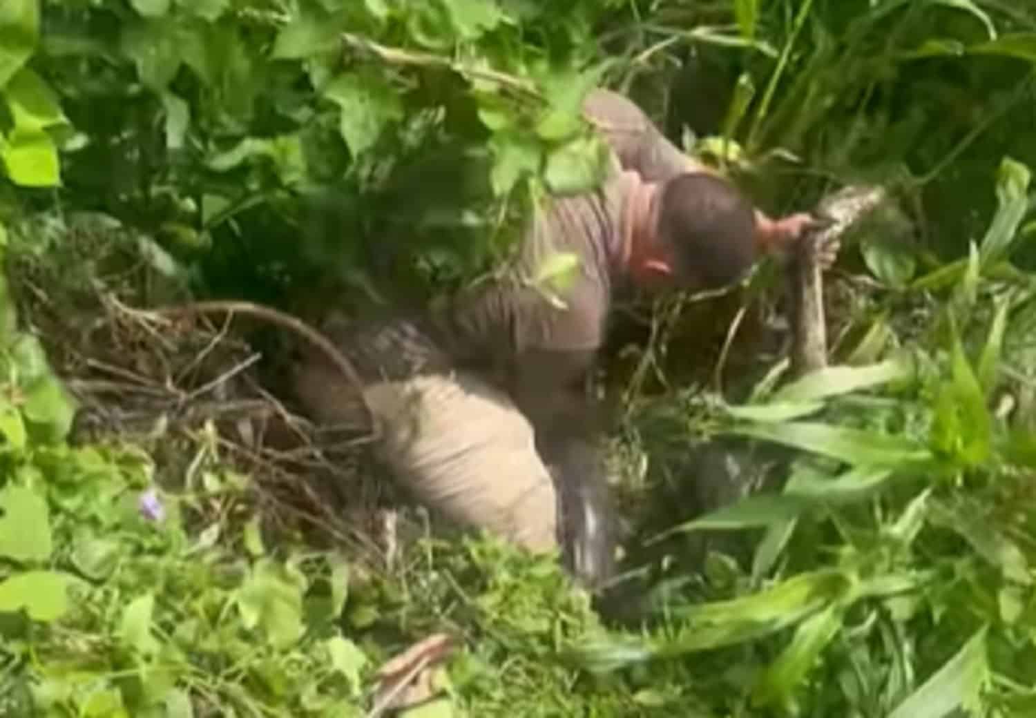 PIC | Crocworld reptile curator rescues pregnant python | The Witness