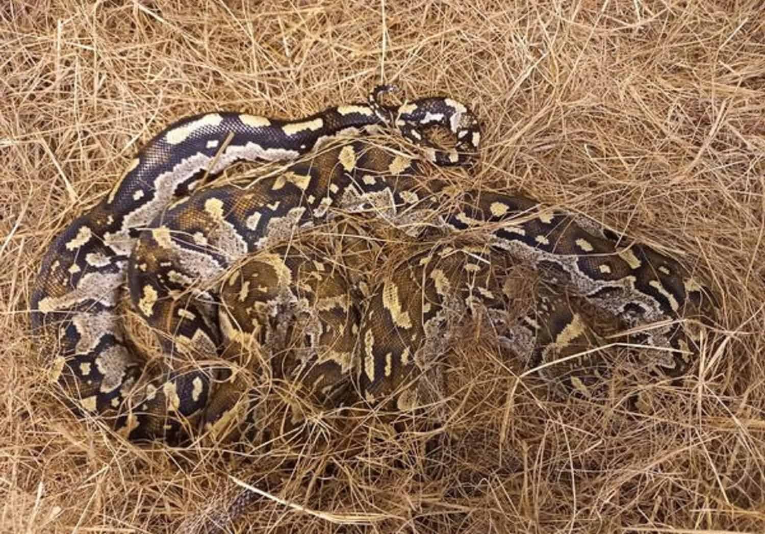 PICS | Python rescued after being hacked with a panga released back ...