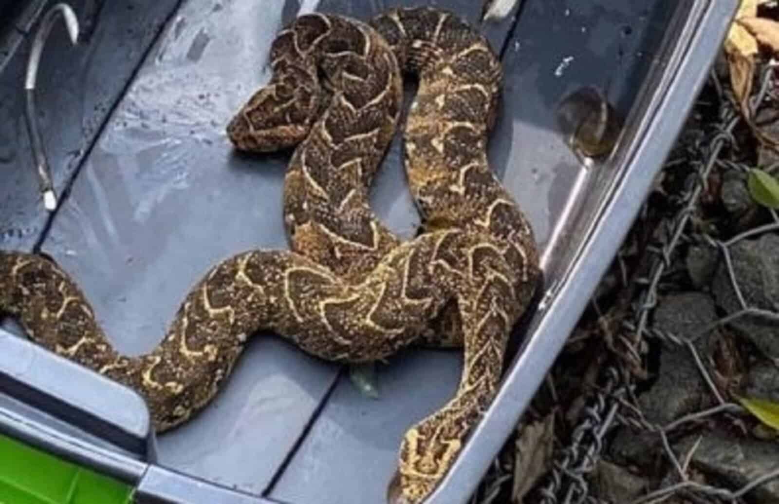 Amorous puff adders caught in the act in Pietermaritzburg relocated to ...