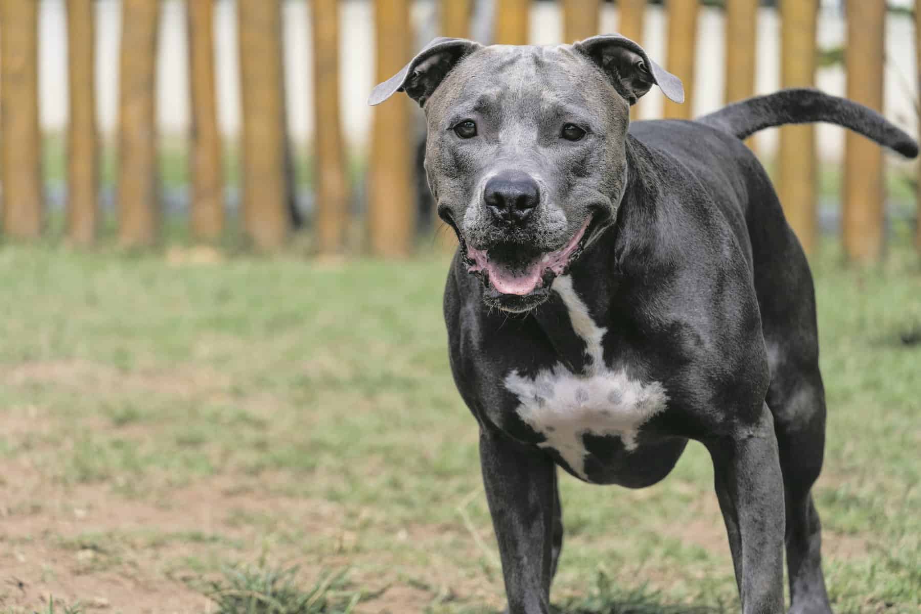 Probing pit bulls’ DNA | The Witness