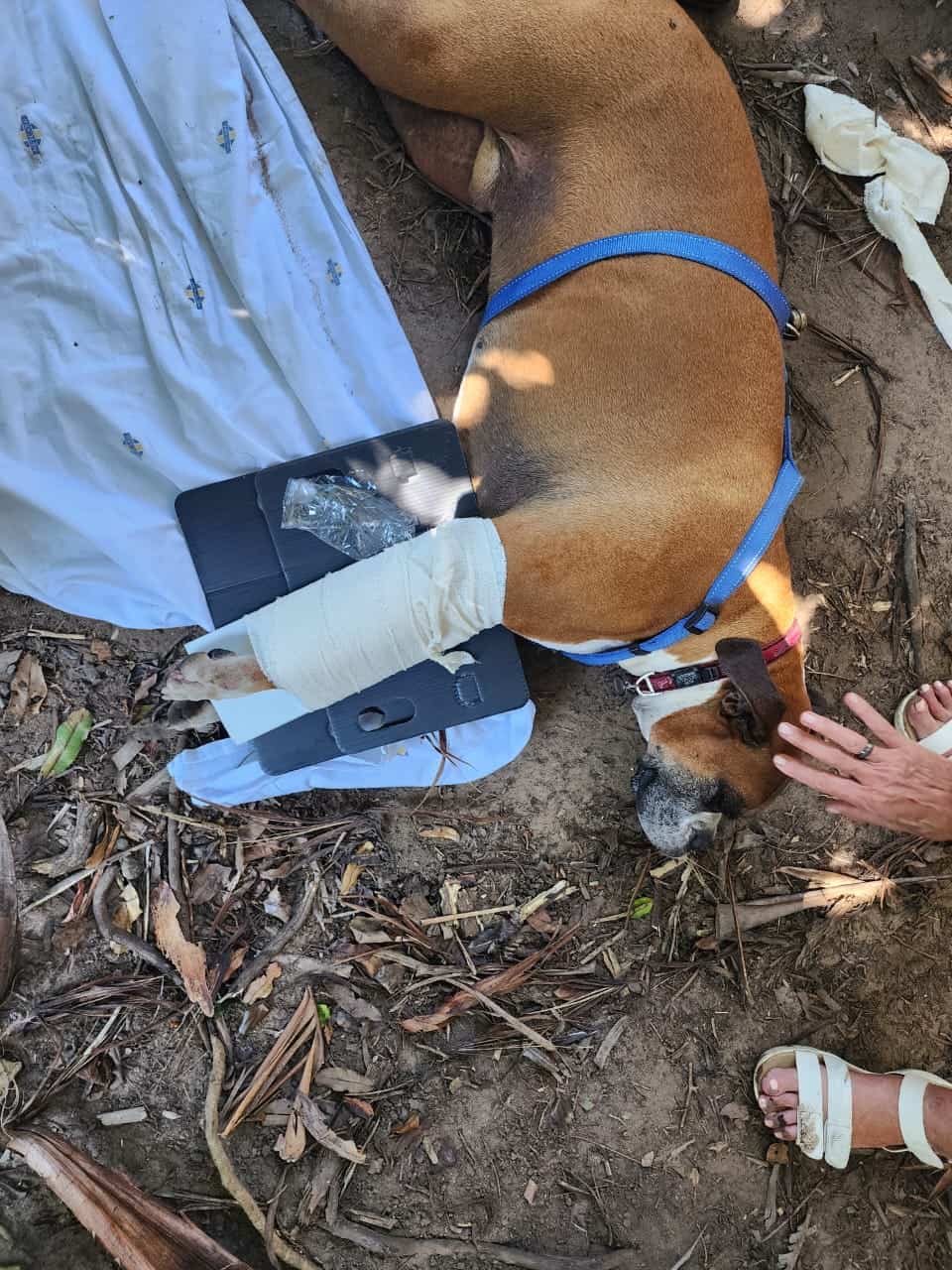 Who’s a clean boy? | The Witness