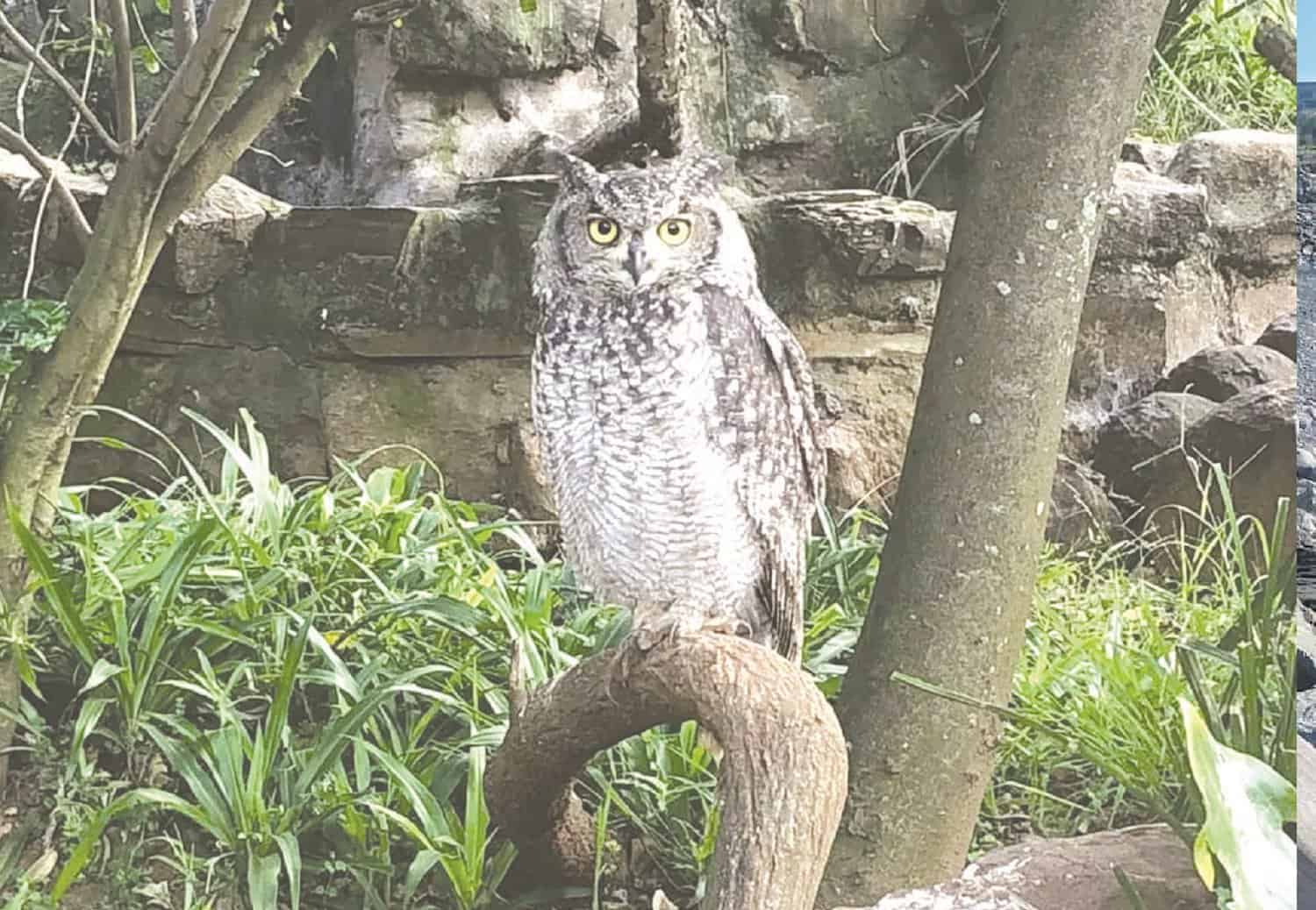 Collaboration to rehome owl | The Witness