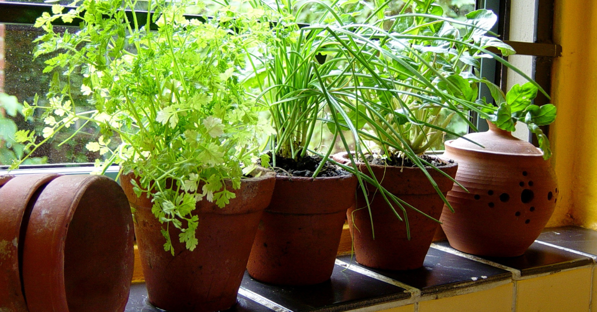 Windowsill herbs for winter