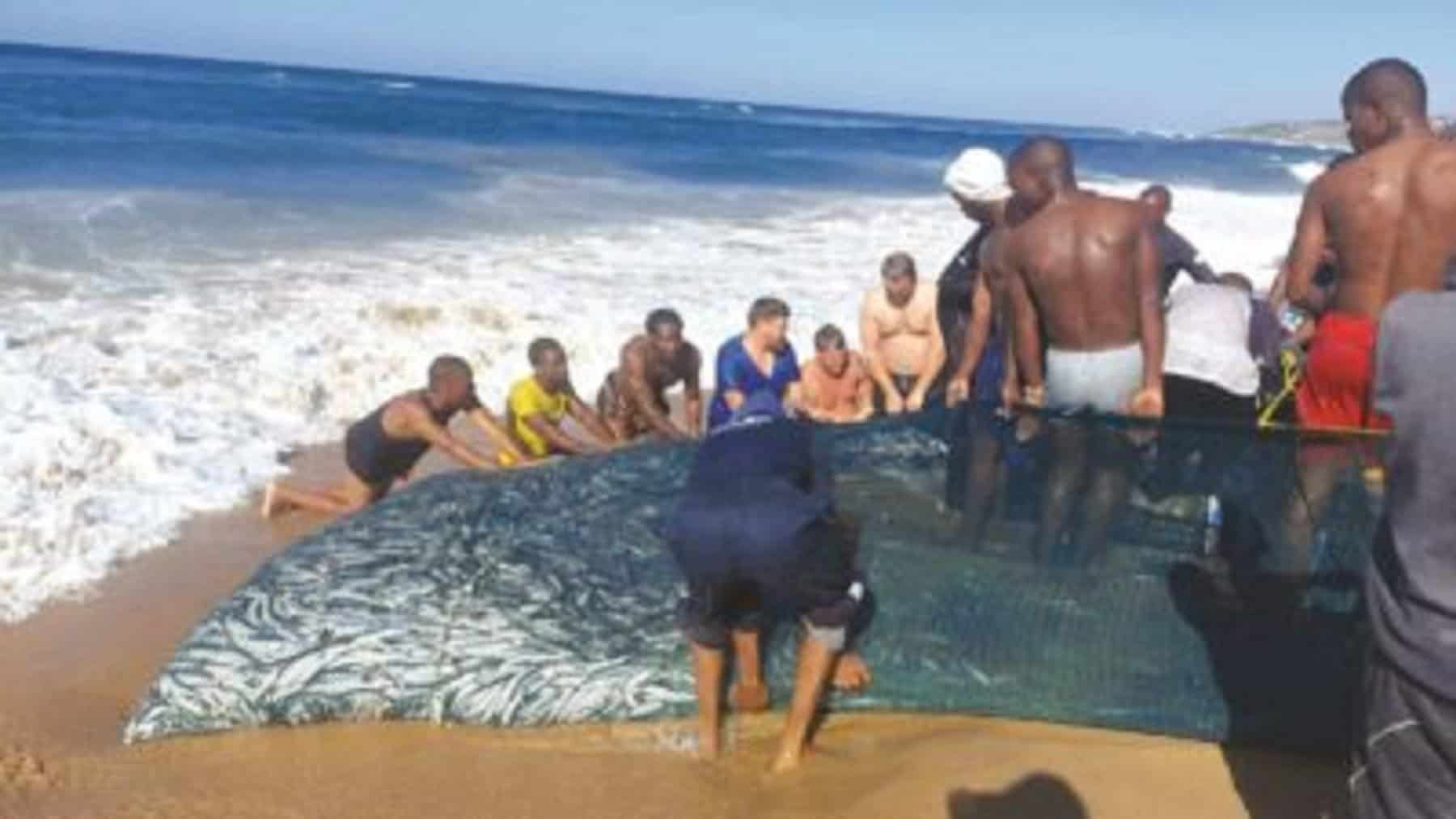 No swimming: eThekwini removes shark nets for Sardine Run | The Witness