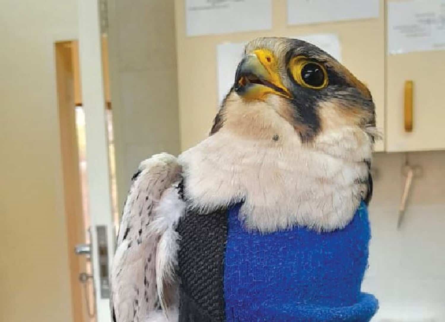 Pietermaritzburg family helps rescue injured falcon | The Witness