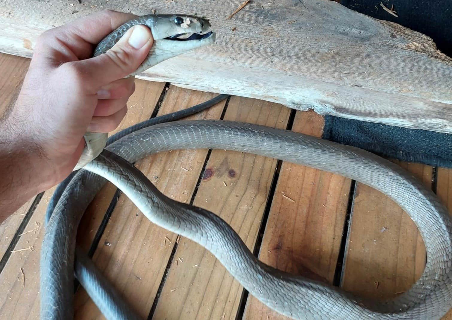 Dog Benji saves the day by warning owner of snake | The Witness