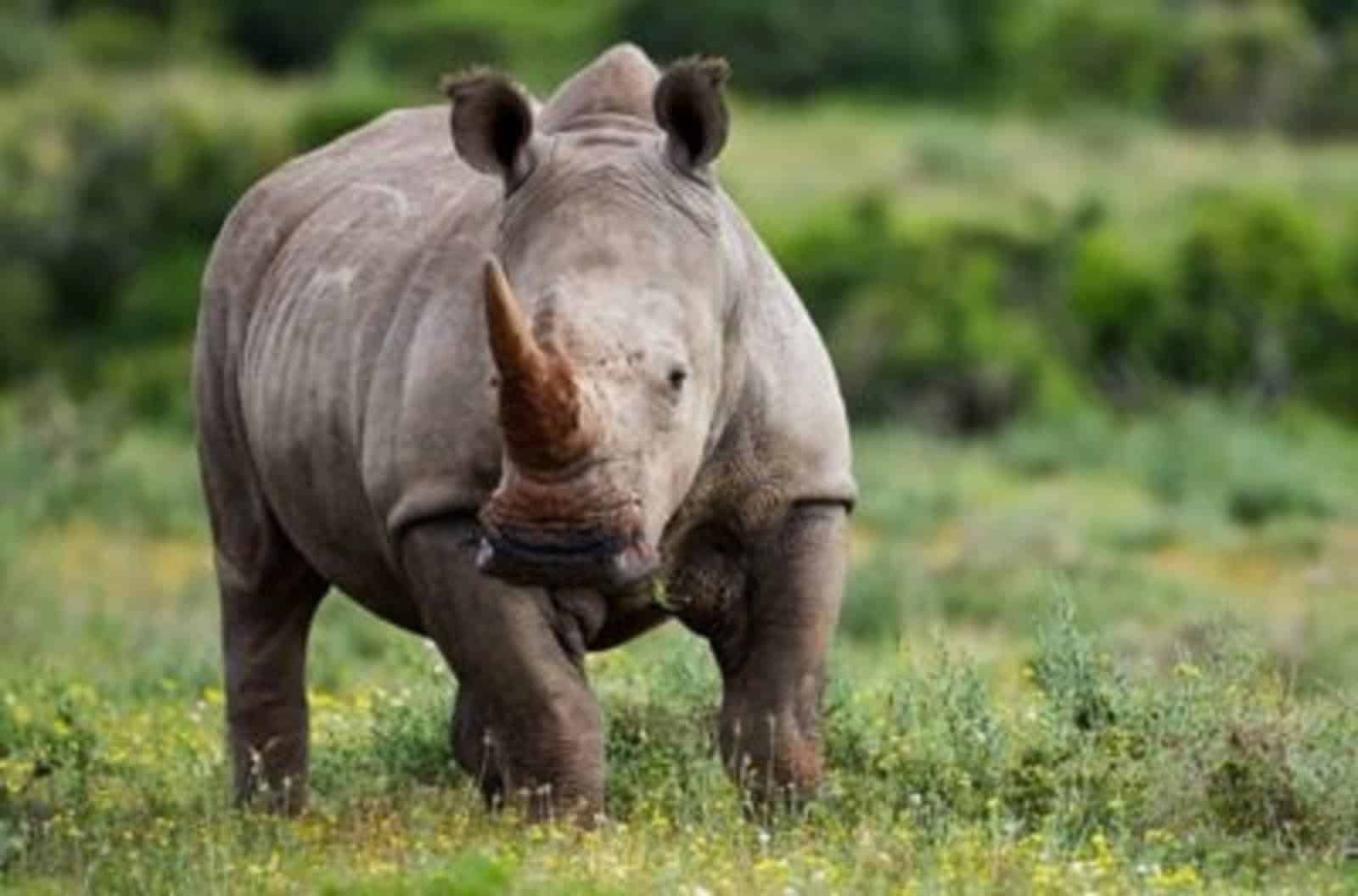 Rhino horn, tiger and lion bones seized in major wildlife-trafficking ...