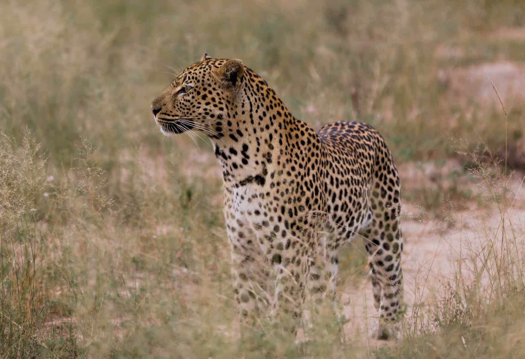 Three leopards on the loose in northern KZN spotted on the N2 | The Witness