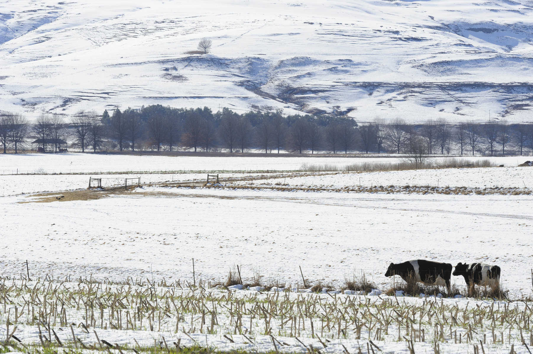 WATCH | Snow in parts of KZN | The Witness
