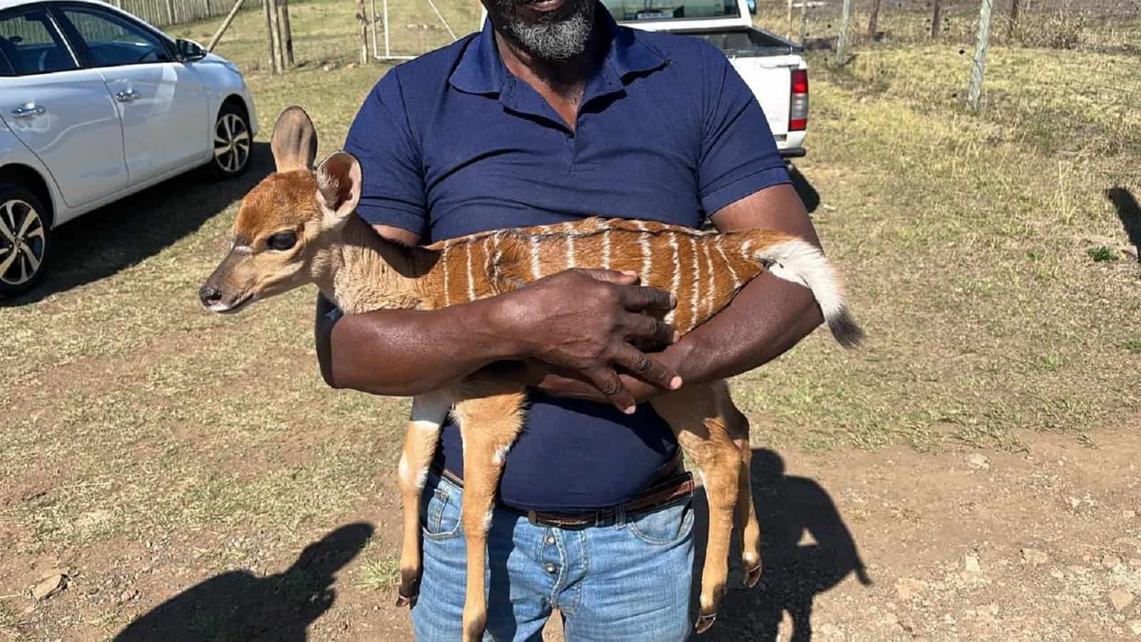 Nyala lamb rescued from intersection | The Witness
