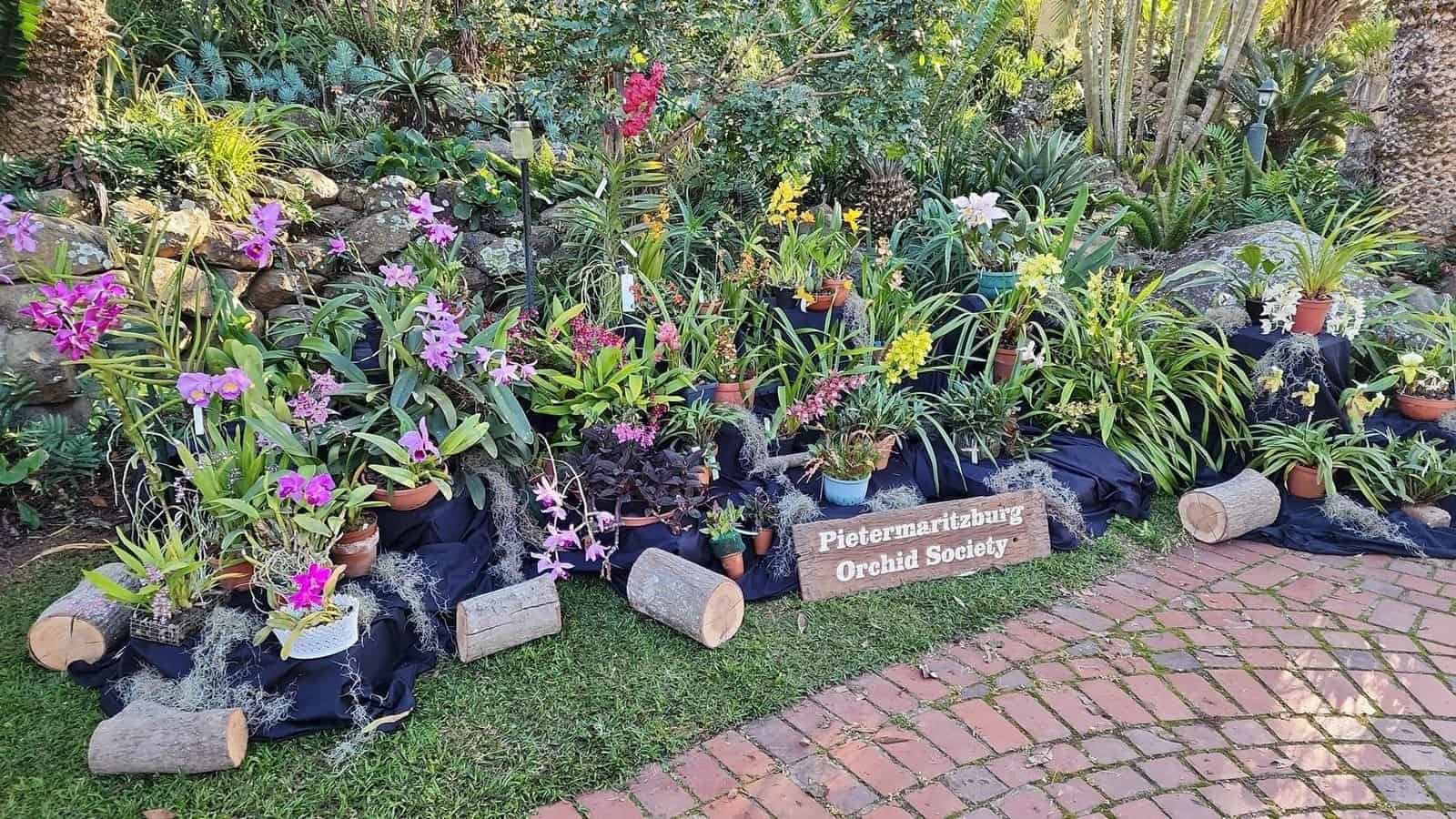 Taking time to appreciate Orchids | The Witness