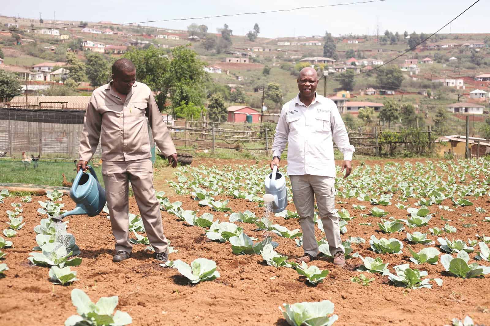 Agriculture MEC encourages planting of vegetable gardens | The Witness