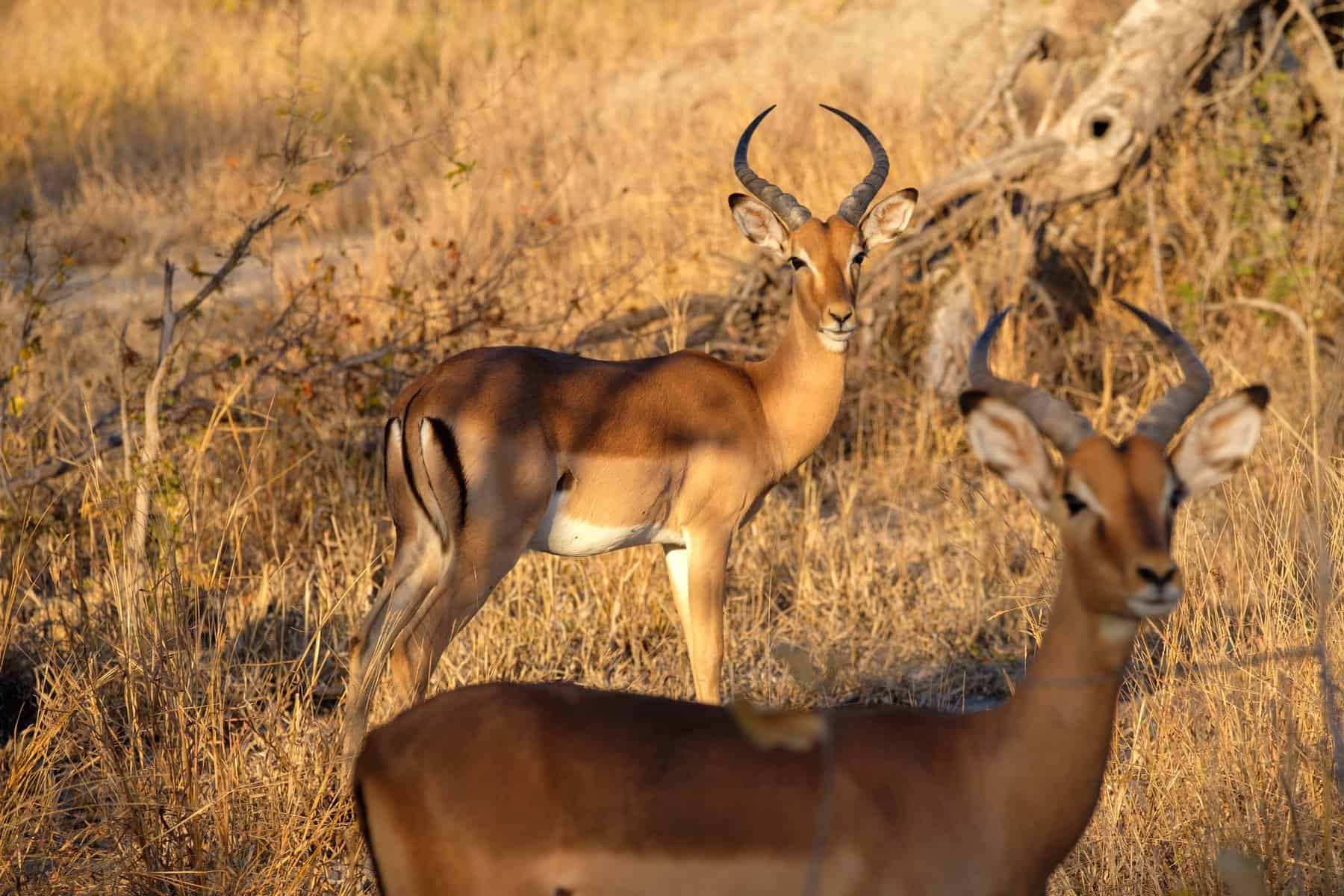 Sentencing of three wildlife poachers hailed as a success | The Witness