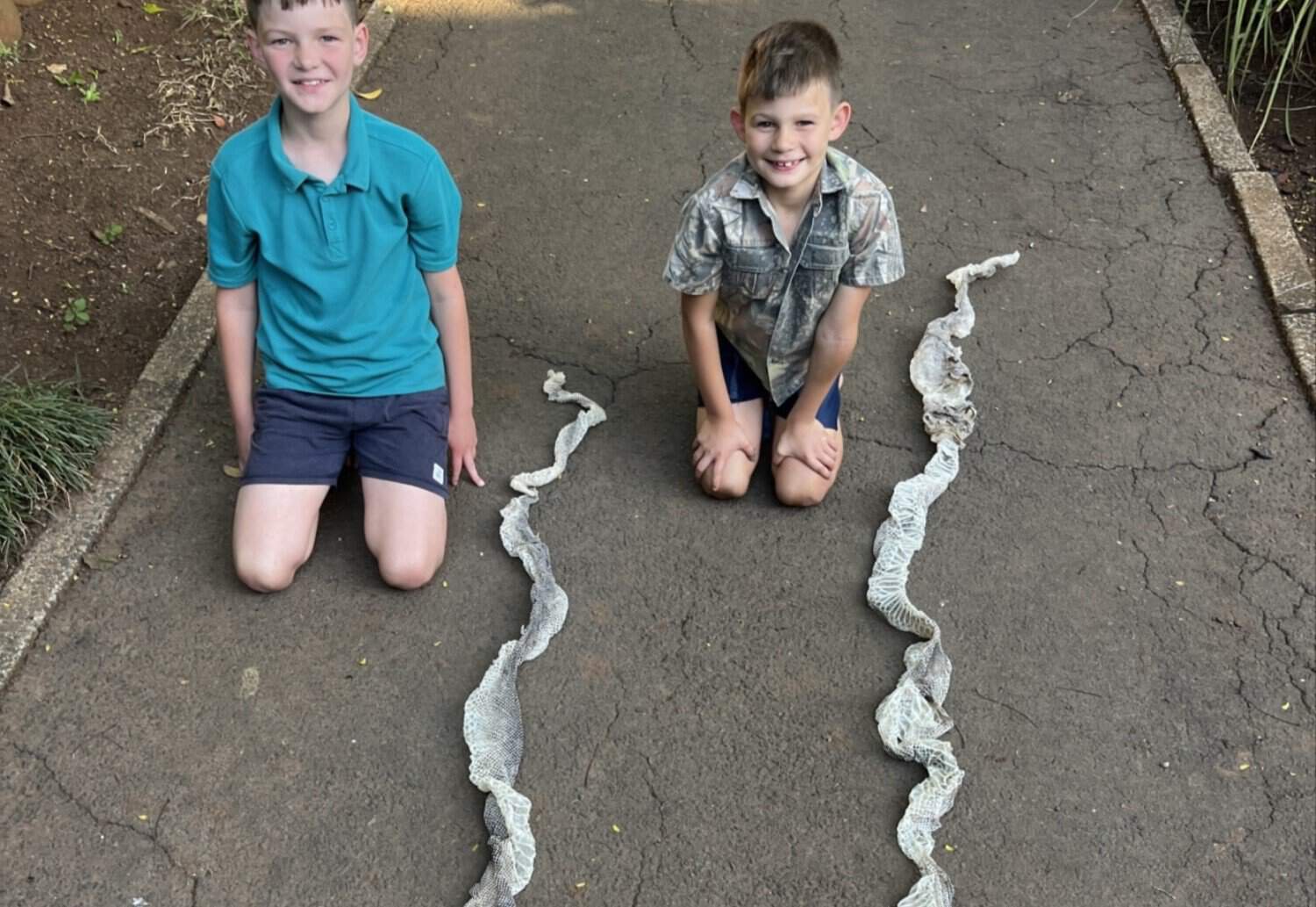 Python skin found in residential area | The Witness