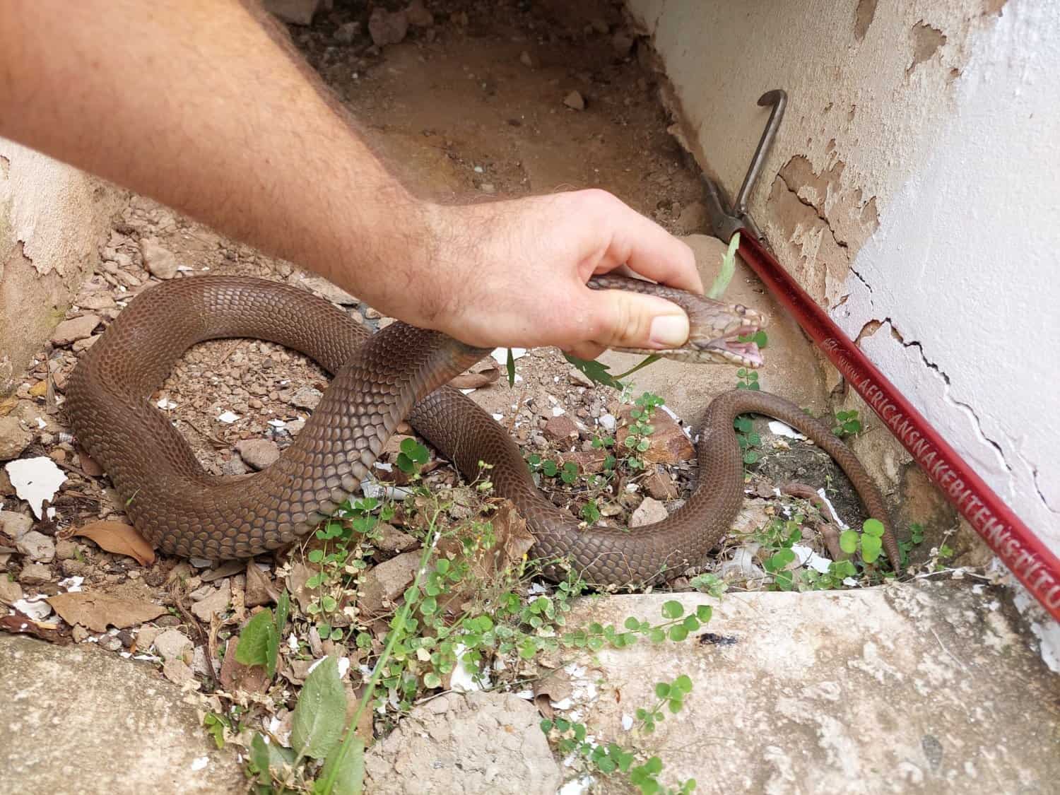 Spitting cobra caught in Westville | The Witness