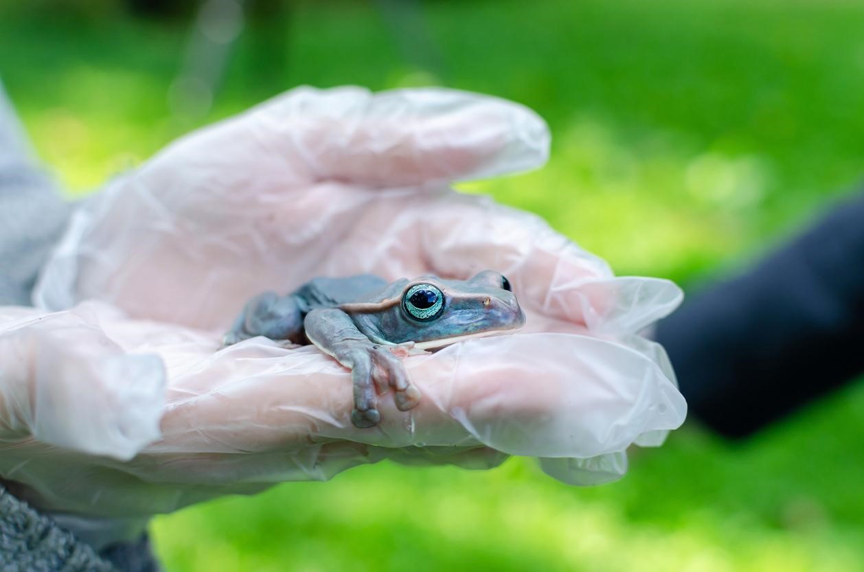 Volunteer opportunities for animal lovers | The Witness