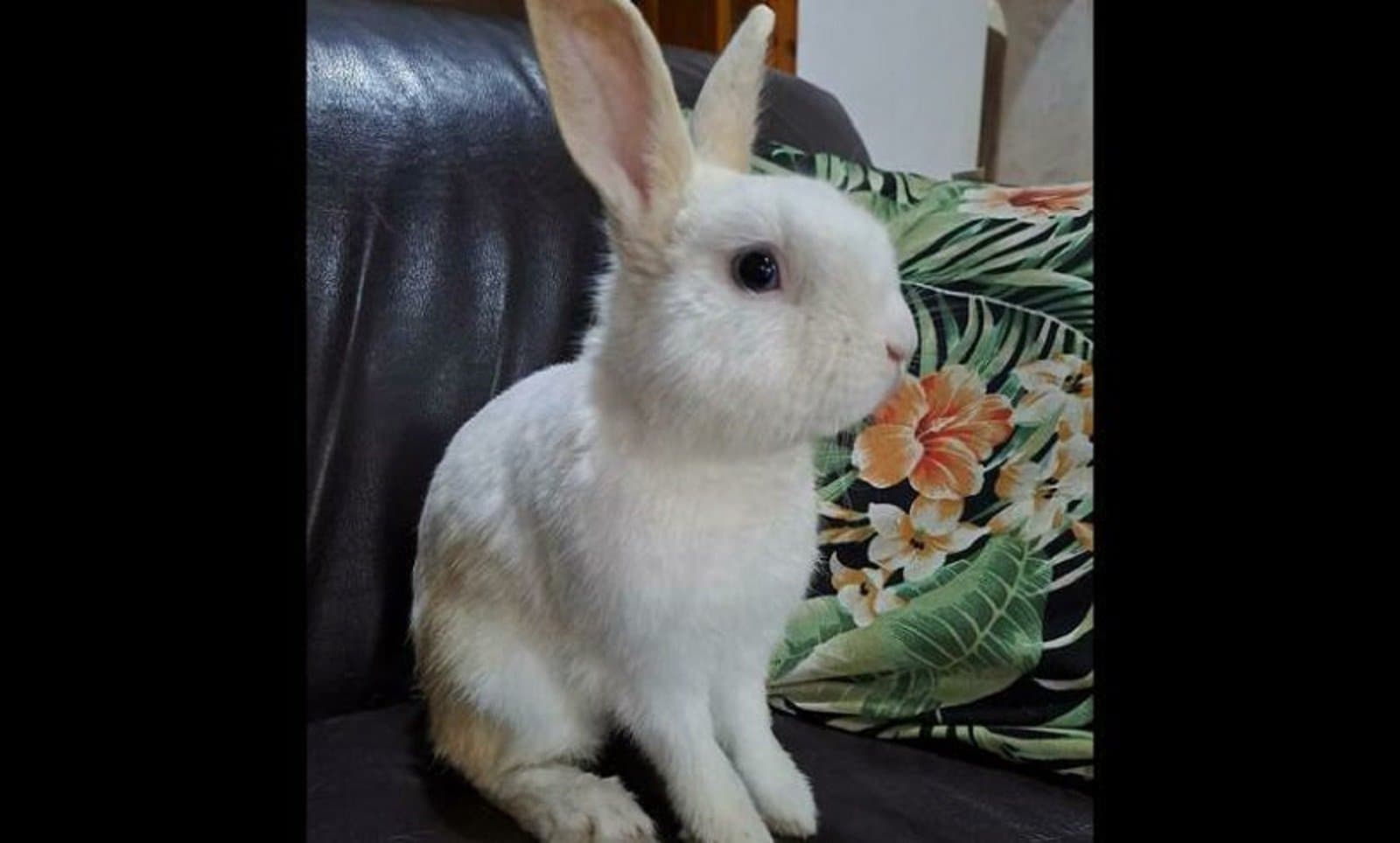 Rabbits at risk of lethal virus | The Witness