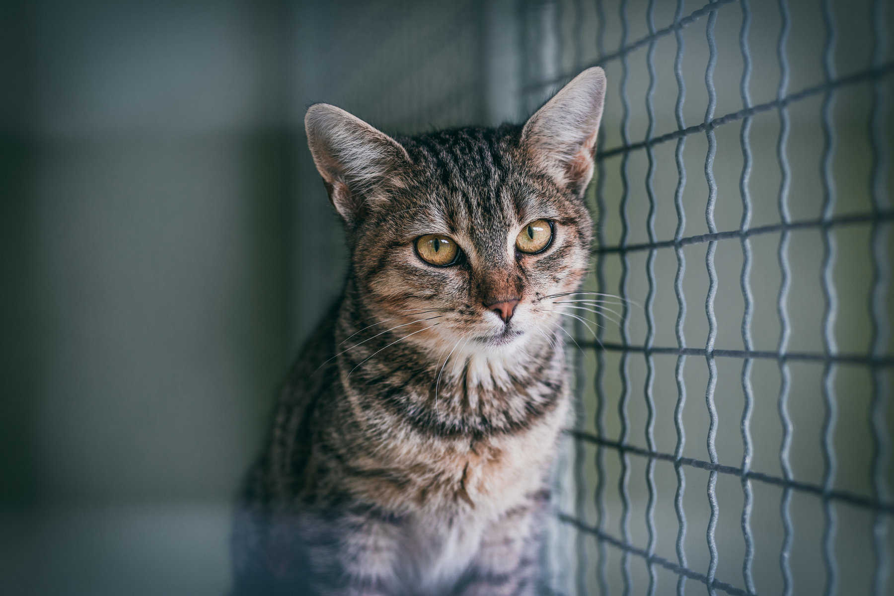 China's animal lovers fight illegal cat meat trade | The Witness
