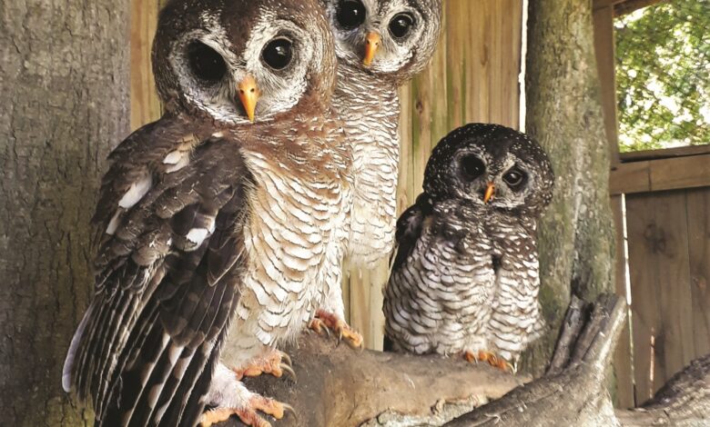 African Raptor Centre moved to a new location due to land invasions ...