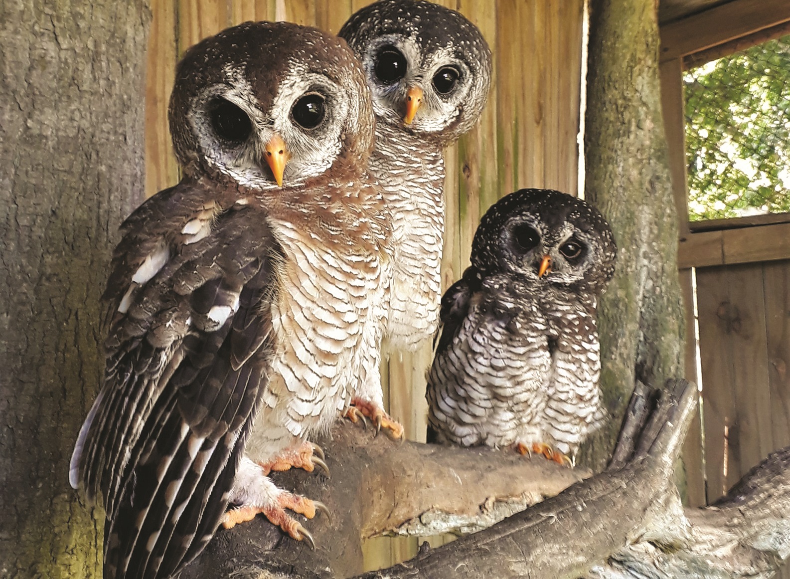 African Raptor Centre moved to a new location due to land invasions ...