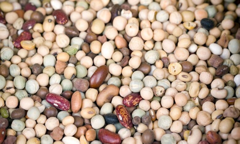 Miracle food: Pulses can transform agrifood system | The Witness