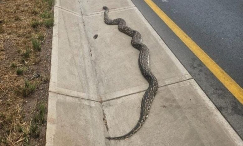 Python spotted on N3 | The Witness
