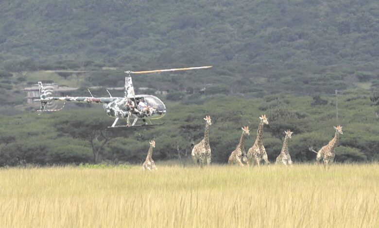 Five giraffes donated to Umgeni Valley Nature Reserve | The Witness