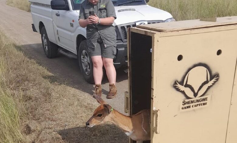 FreeMe Wildlife releases nyala fawn Delilah back into the wild | The ...