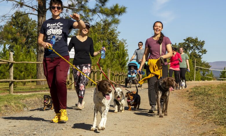 Put your best paw forward for Midlands' SPCAs | The Witness