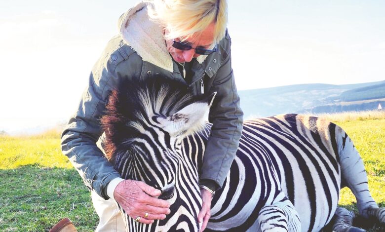 Mother's inspiration leads to global supply of specialised animal hoods ...