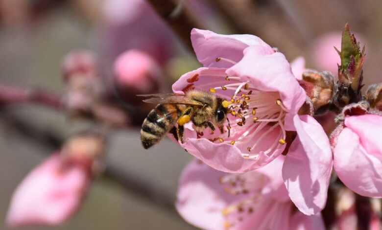 Witty Kids | The big buzz on bees: Small heroes of our world | The Witness