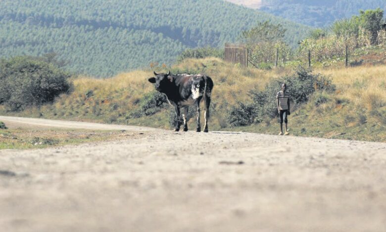 Vulindlela community welcomes roadworks | The Witness