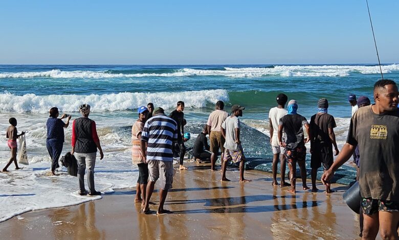 Sardine run: KZN welcomes ‘the greatest shoal on earth’ | The Witness