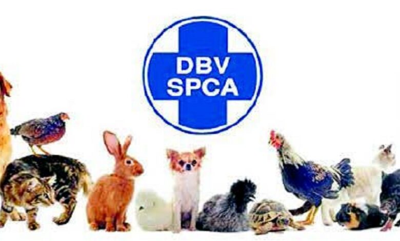 Pietermaritzburg SPCA seeking prospective committee members | The Witness