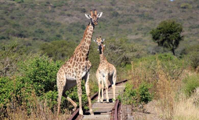 WATCH | Race against time to find ensnared giraffe in Bisley | The Witness