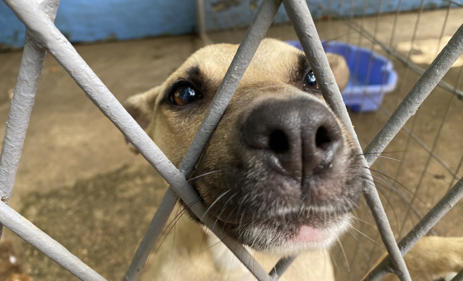 Pietermaritzburg SPCA manager uses law degree to spark change | The Witness