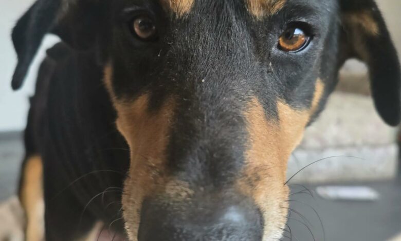 Shot and left to die, Cato the abandoned dog finds a loving foster ...