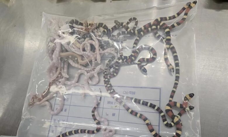WATCH | Man in China caught smuggling 100 live snakes in his trousers | The Witness