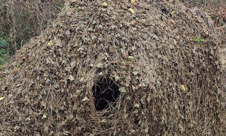 Strange ‘igloos’ in Northdale become a haven for crime | The Witness