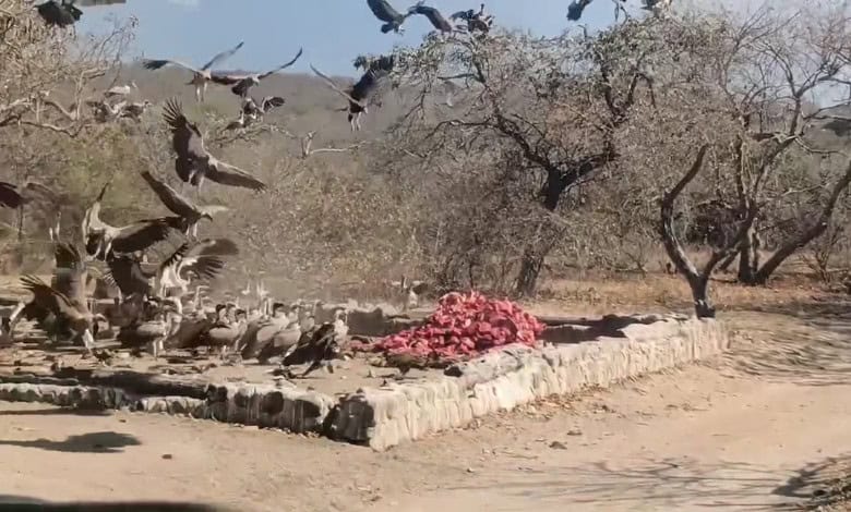 Watch: 'Vulture restaurant' serves up a feeding frenzy | The Witness