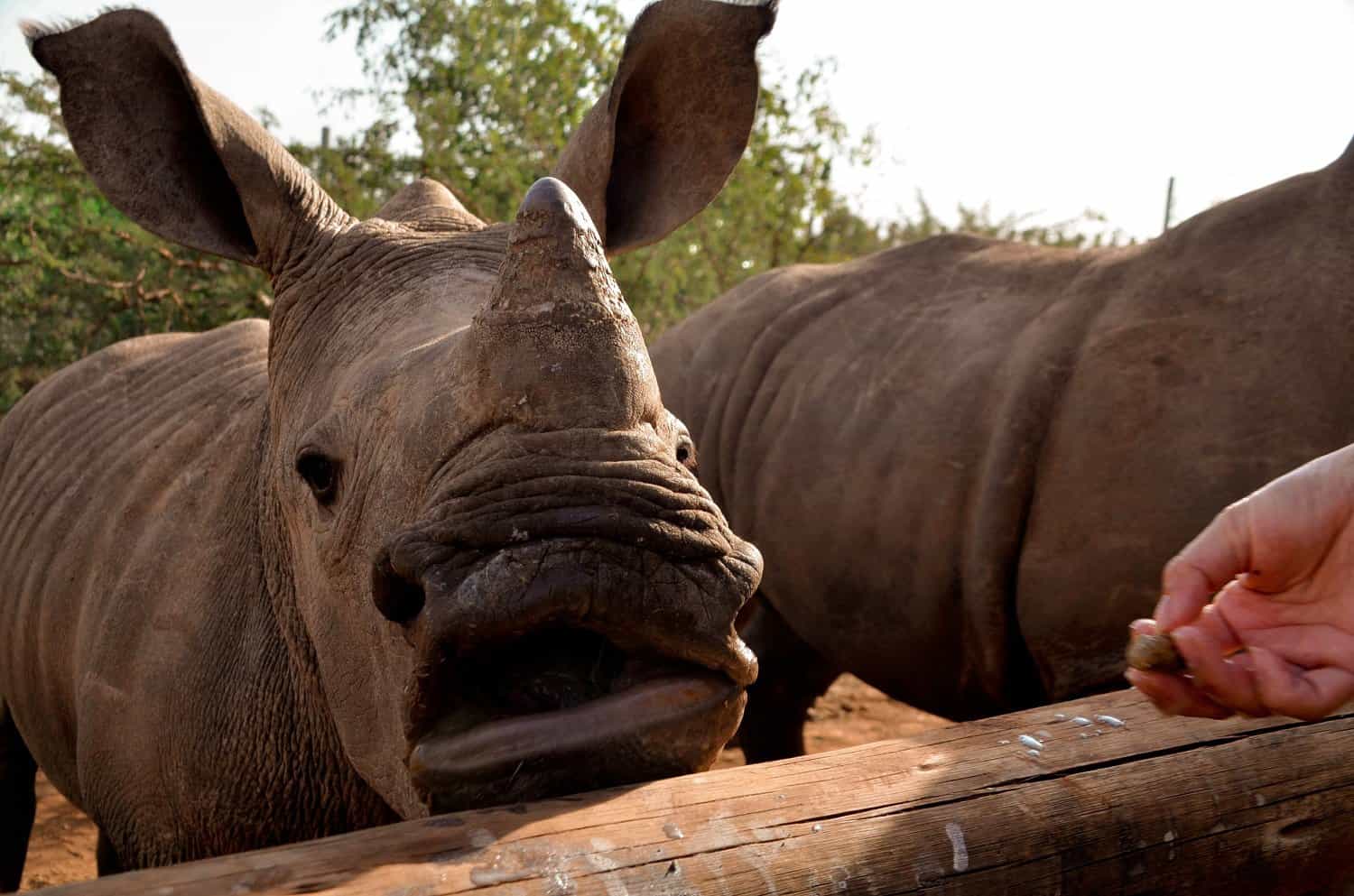 Dehorning operation sees drop in rhino poaching in KZN | The Witness