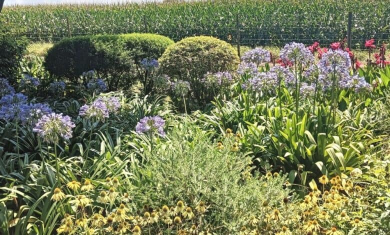 Spectacular gardens on show in the KZN Midlands | The Witness